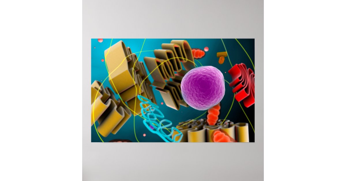 Microscopic View Of Animal Cell Nucleus Poster | Zazzle