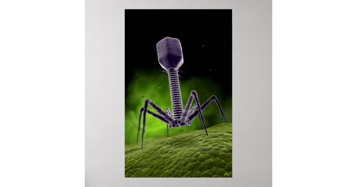 Microscopic View Of Bacteriophage Poster | Zazzle
