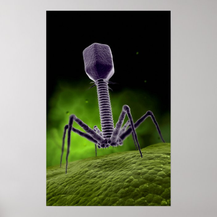Microscopic View Of Bacteriophage Poster | Zazzle.com