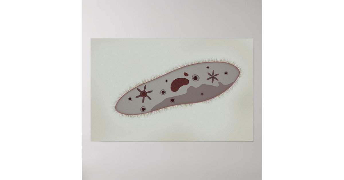 Microscopic View Of Paramecium 3 Poster | Zazzle