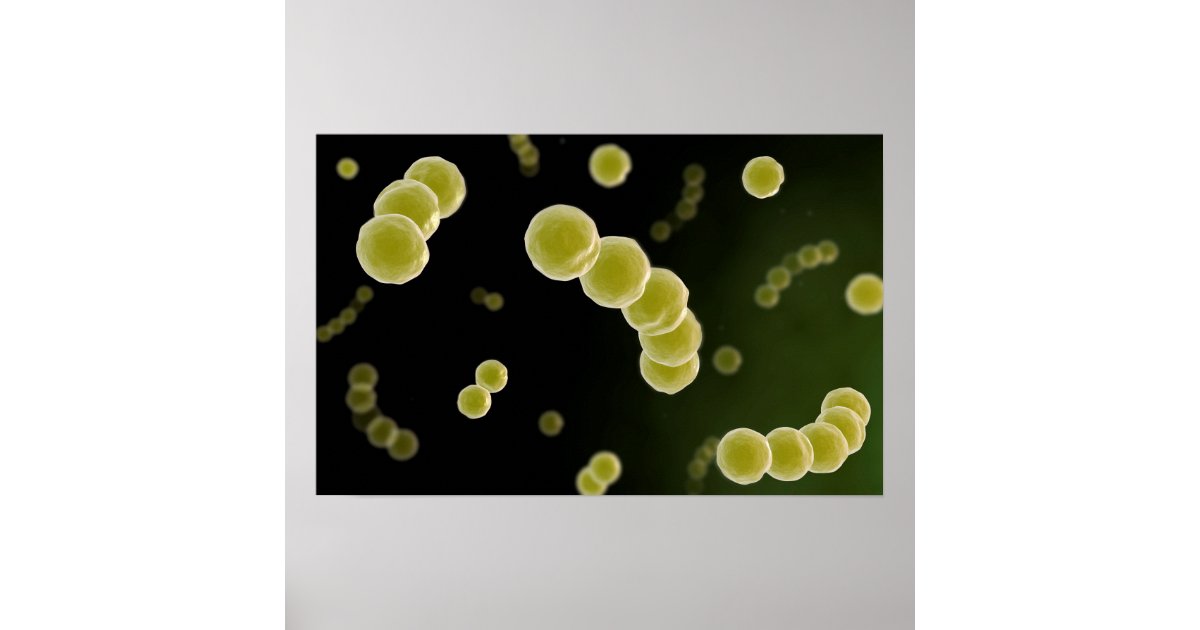 Microscopic View Of Streptococcus 1 Poster | Zazzle