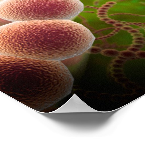 Microscopic View Of Streptococcus Pneumoniae Poster | Zazzle