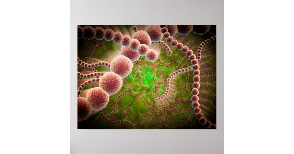 Microscopic View Of Streptococcus Pneumoniae Poster | Zazzle
