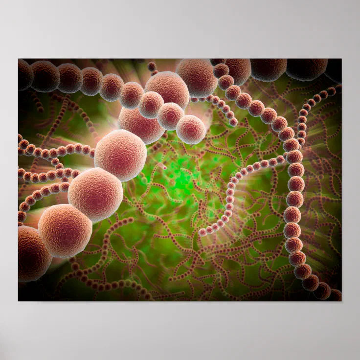 Microscopic View Of Streptococcus Pneumoniae Poster | Zazzle