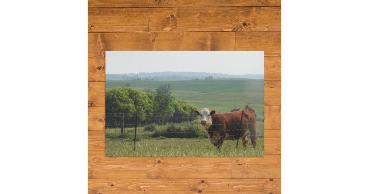 Midwest Photography | Beautiful Cow and Scenery Poster | Zazzle