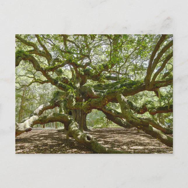 Mighty Angel Oak Postcard | Zazzle
