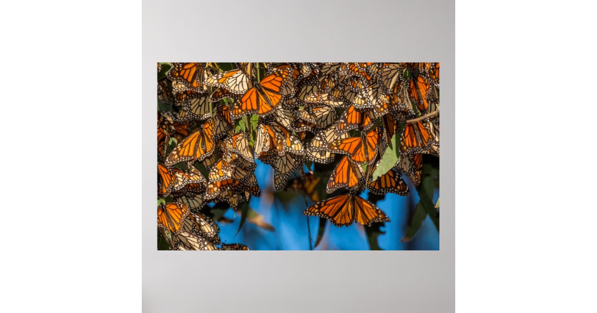 Migrating monarch butterflies cling to leaves poster | Zazzle