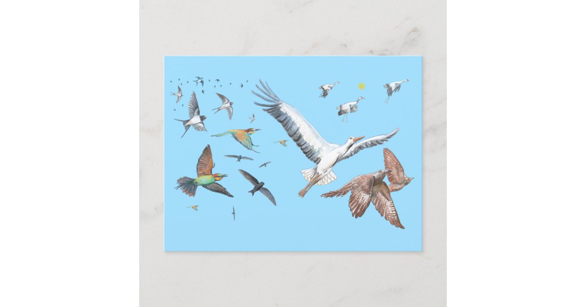 Migratory birds tracing their flights Illustration Postcard | Zazzle