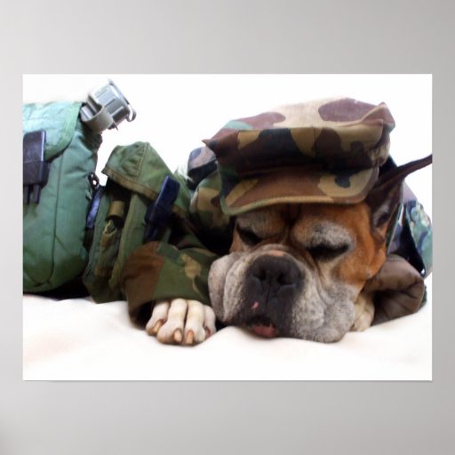 Military boxer dog poster | Zazzle