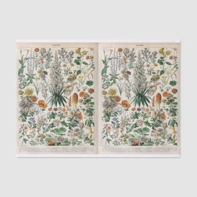 Millot Illustrations, Botanical, Decoupage Tissue Paper | Zazzle
