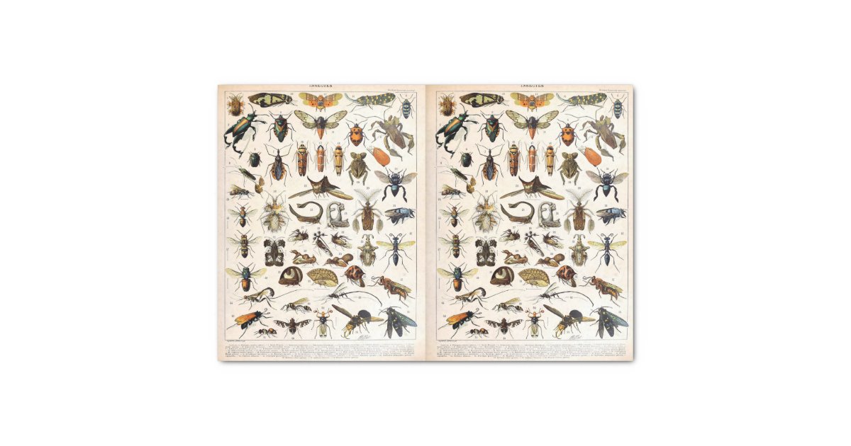 Millot Illustrations - Insects, Decoupage Tissue Paper | Zazzle