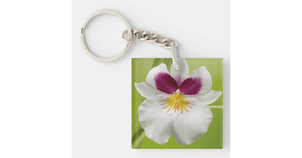 Miltoniopsis Roezlii (Pansy Orchids) Keychain | Zazzle