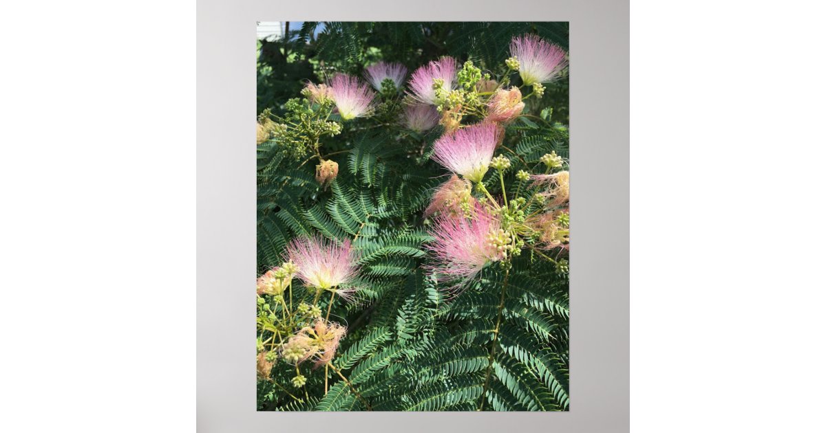 Mimosa Tree Blooms Poster | Zazzle