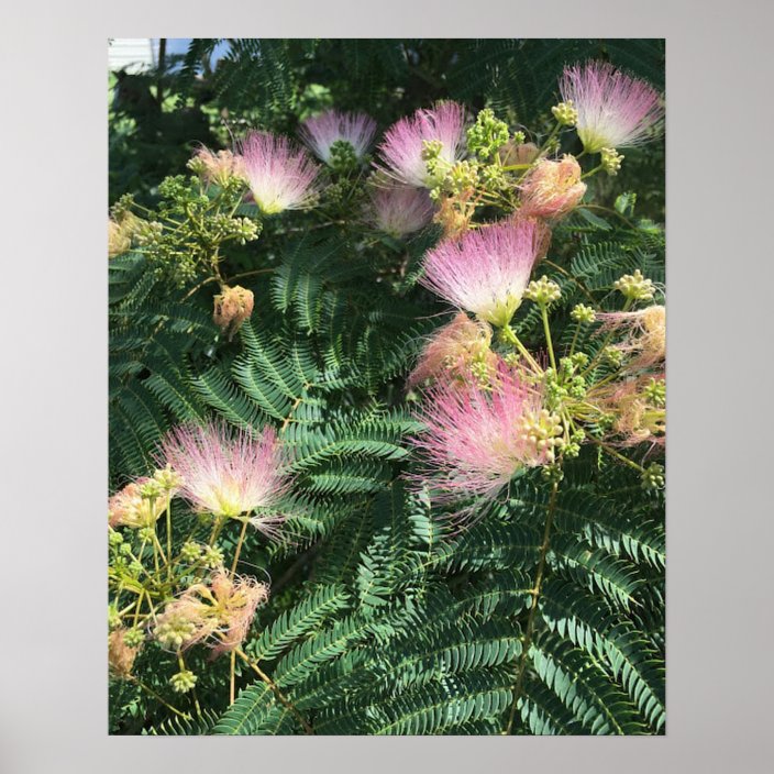 Mimosa Tree Blooms Poster | Zazzle.com