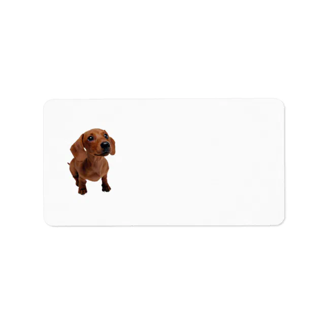 Mini Dachshund Address Labels | Zazzle