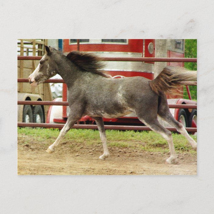 Mini Pinto Horse Gallops Postcard | Zazzle.com