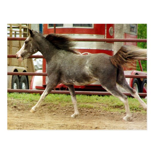 Mini Pinto Horse Gallops Postcard | Zazzle.com