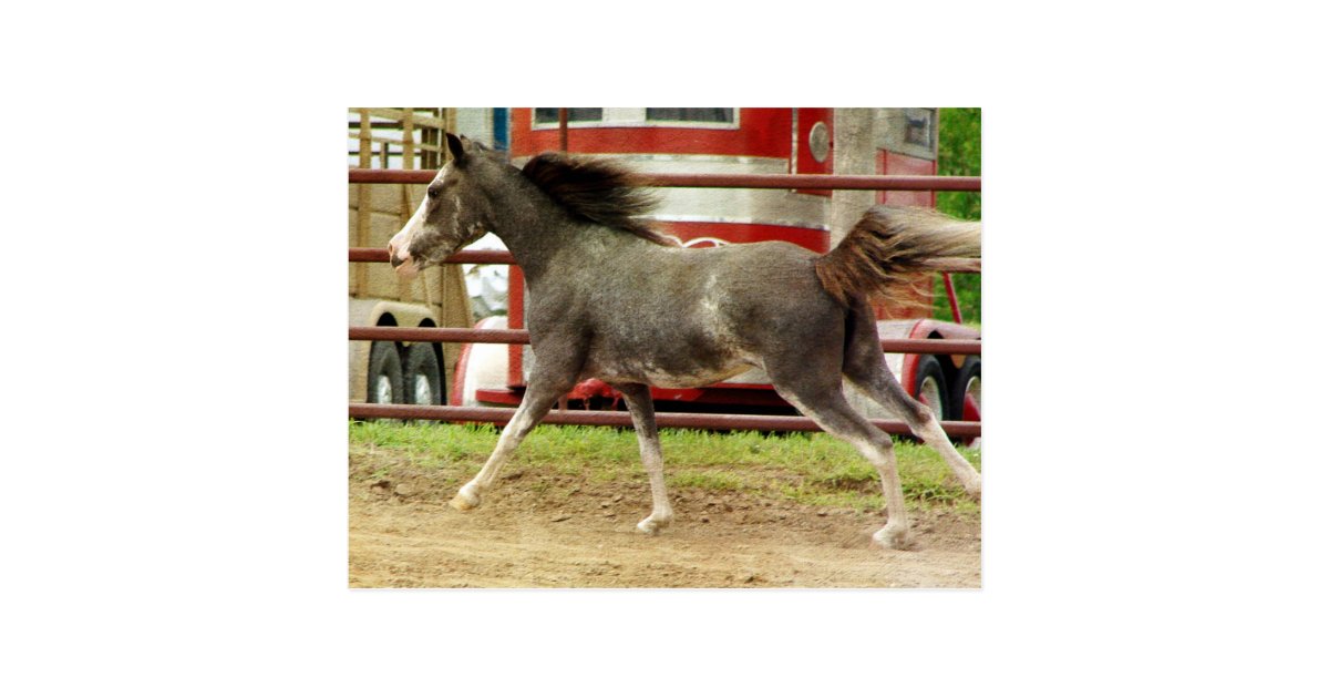 Mini Pinto Horse Gallops Postcard | Zazzle.com
