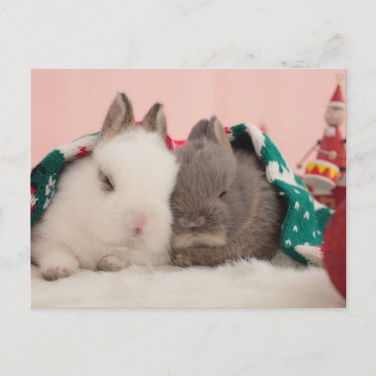 Mini rabbits postcard | Zazzle