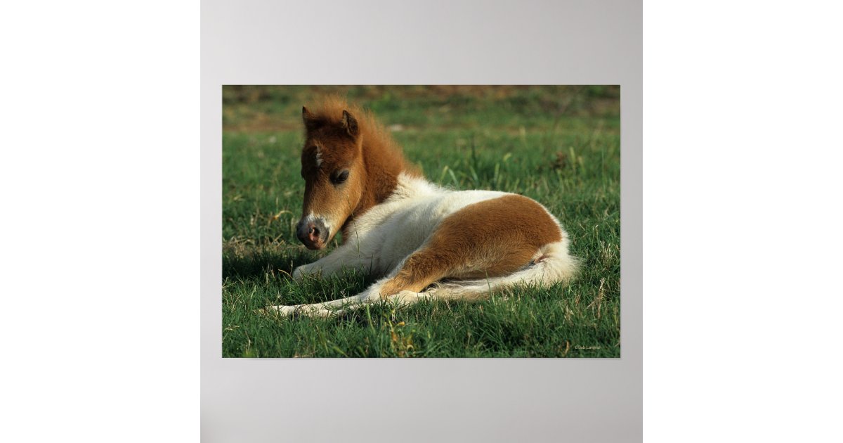 Miniature Foal Laying Down Poster | Zazzle