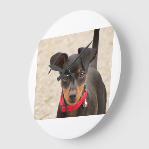 miniature-pinscher-black and rust large clock | Zazzle