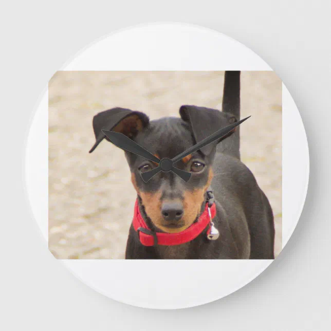miniature-pinscher-black and rust large clock | Zazzle