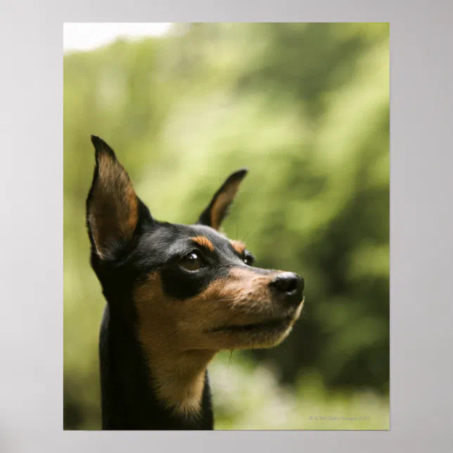 Miniature Pinscher (Min-Pin) 2 Poster | Zazzle
