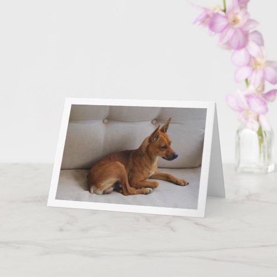 Miniature Pinscher Portrait Card | Zazzle.com