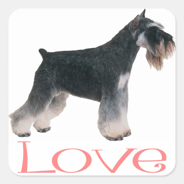 Miniature Schnauzer Puppy Dog Pink Love Sticker | Zazzle