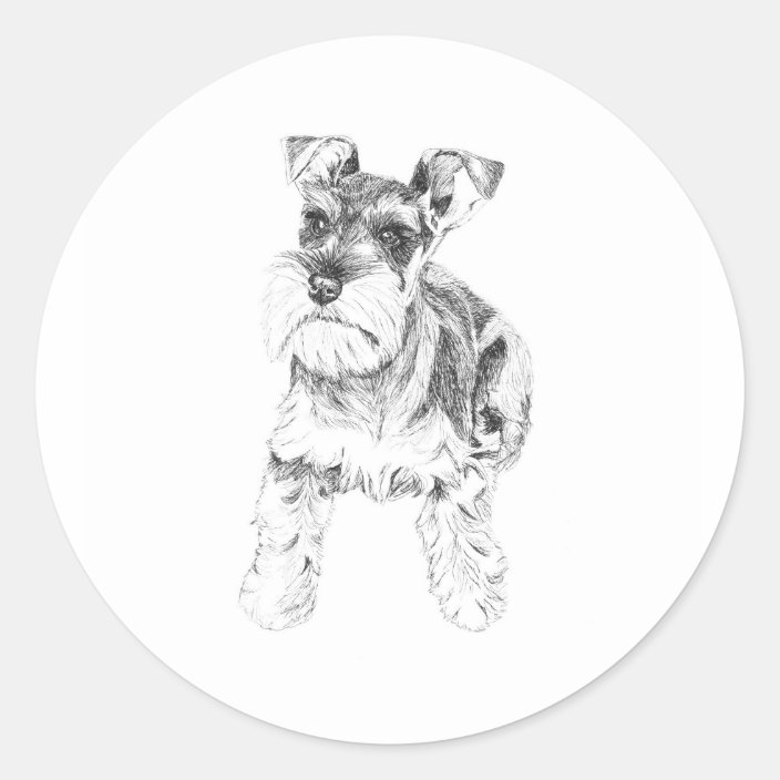 Miniature Schnauzer Sticker | Zazzle.com