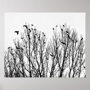 Black And White Trees And Birds