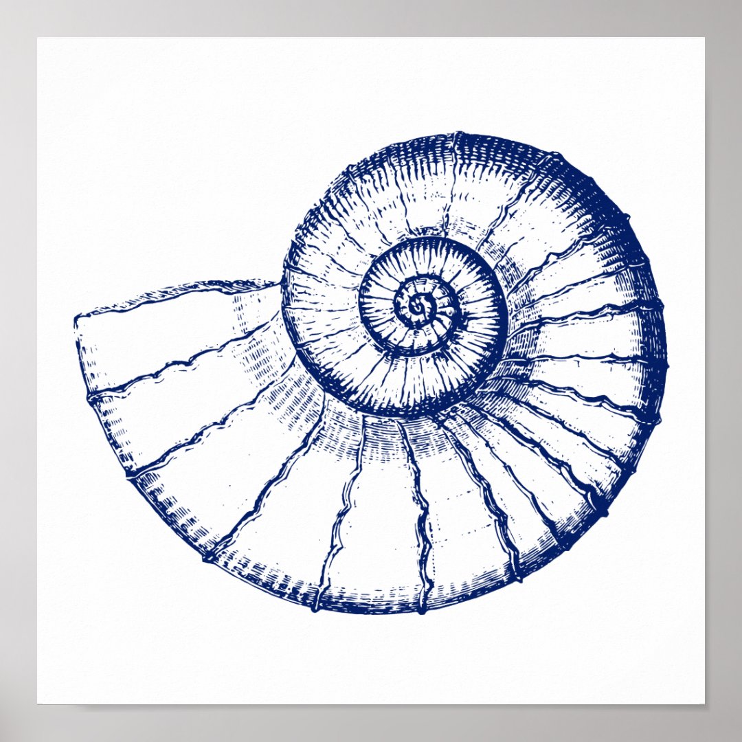 Minimalist Nautilus Sea Shell Poster | Zazzle