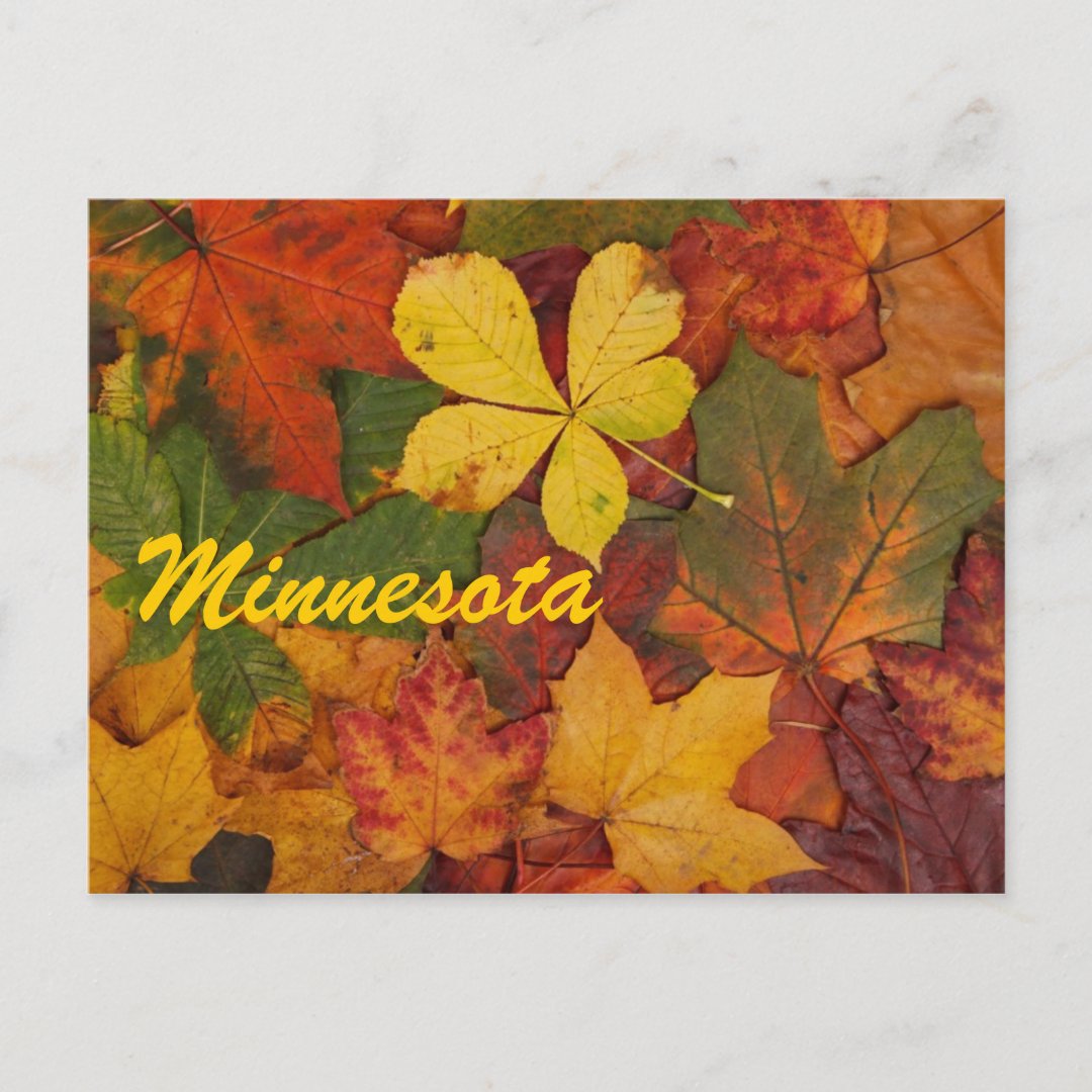 Minnesota Autumn Leaves Postcard | Zazzle