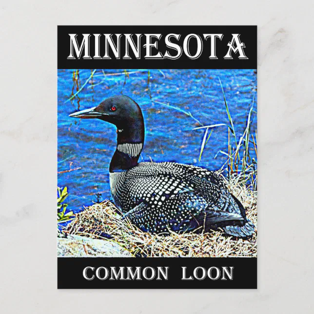 Minnesota Common Loon Postcard | Zazzle