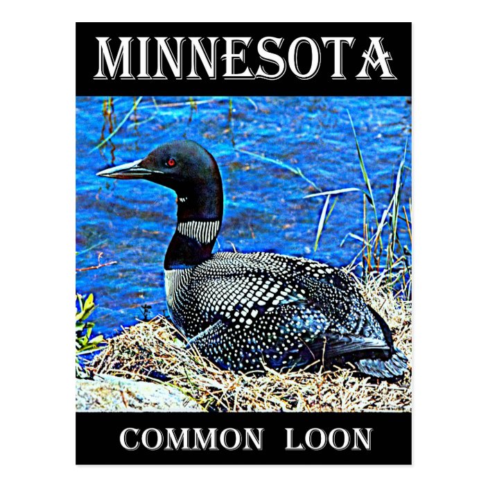 Minnesota Common Loon Postcard | Zazzle.com