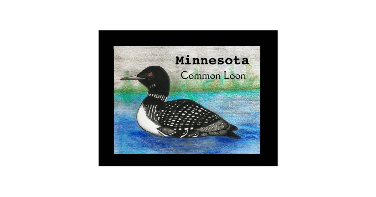 Minnesota Common Loon State Bird Postcard | Zazzle.com