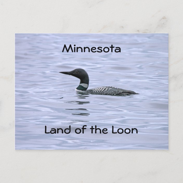 Minnesota land of the Loon Postcard | Zazzle.com