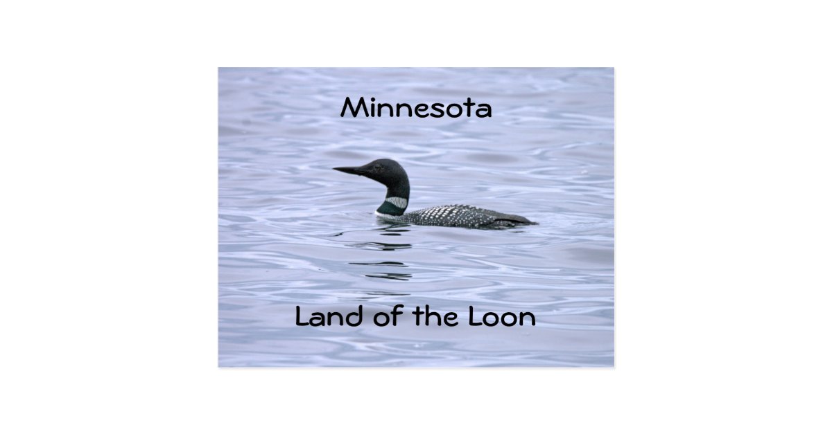 Minnesota land of the Loon Postcard | Zazzle.com