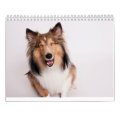 Minnesota Sheltie Rescue Calendar for 2019 | Zazzle