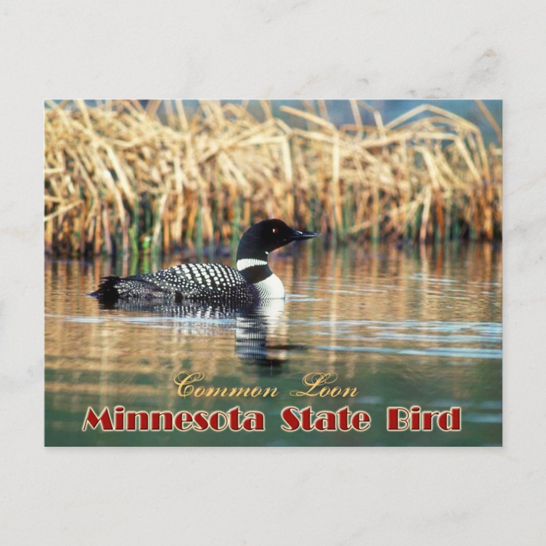 Minnesota State Bird - Common Loon Postcard | Zazzle