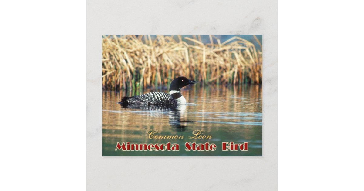 Minnesota State Bird - Common Loon Postcard | Zazzle