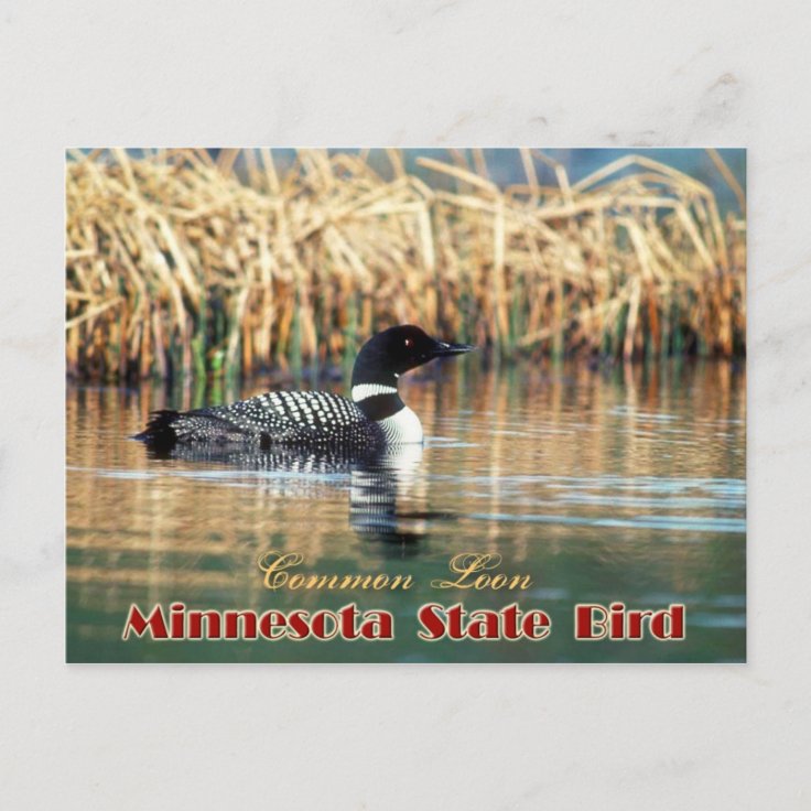 Minnesota State Bird - Common Loon Postcard | Zazzle