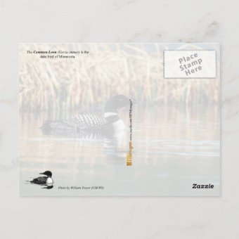 Minnesota State Bird - Common Loon Postcard | Zazzle