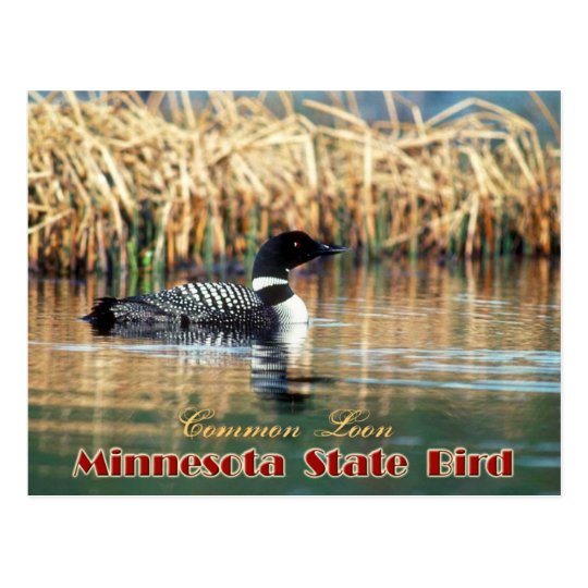 Minnesota State Bird - Common Loon Postcard | Zazzle.com