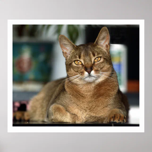 Minu - Minu Poster | Zazzle