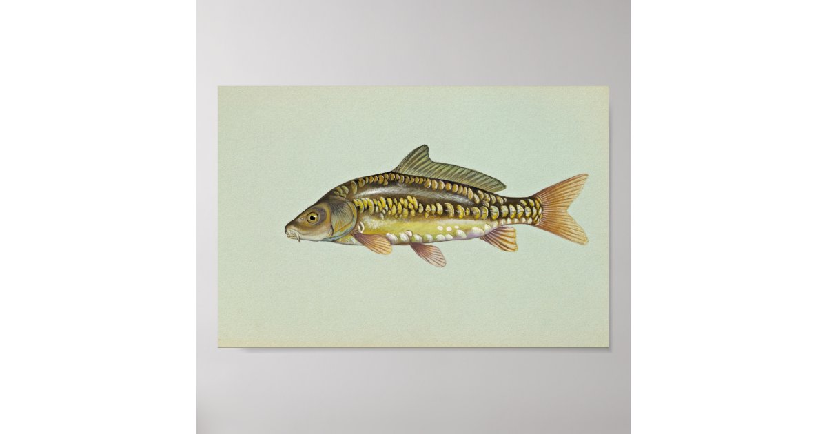 Mirror carp poster | Zazzle