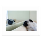 Cuddly Pug Postcard | Zazzle.com