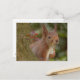 Mischievous Red Squirrel Postcard | Zazzle