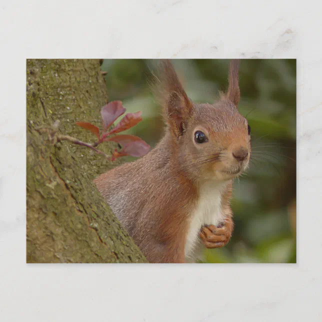 Mischievous Red Squirrel Postcard | Zazzle