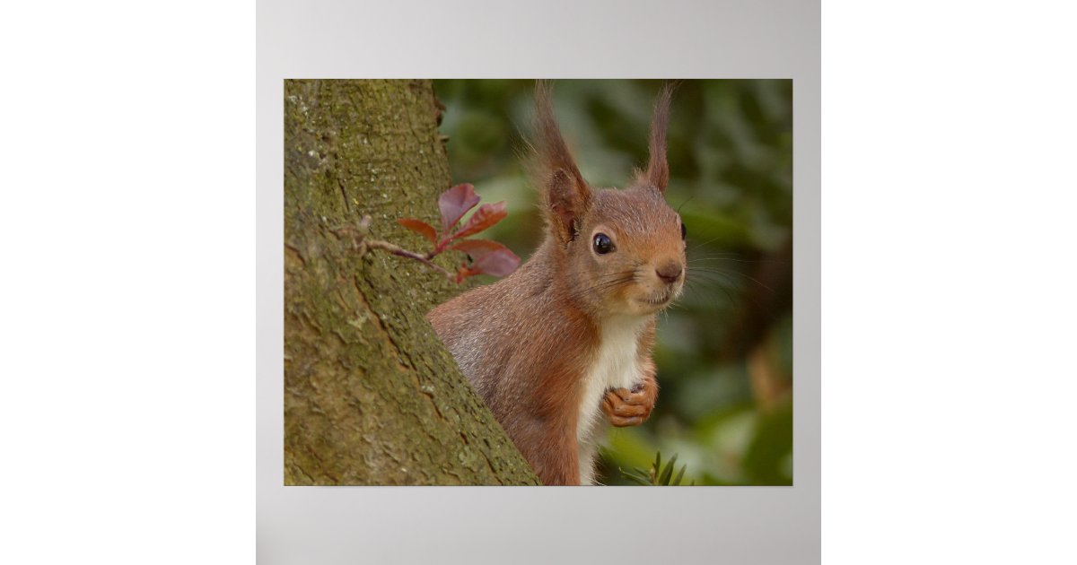 Mischievous Red Squirrel Poster | Zazzle
